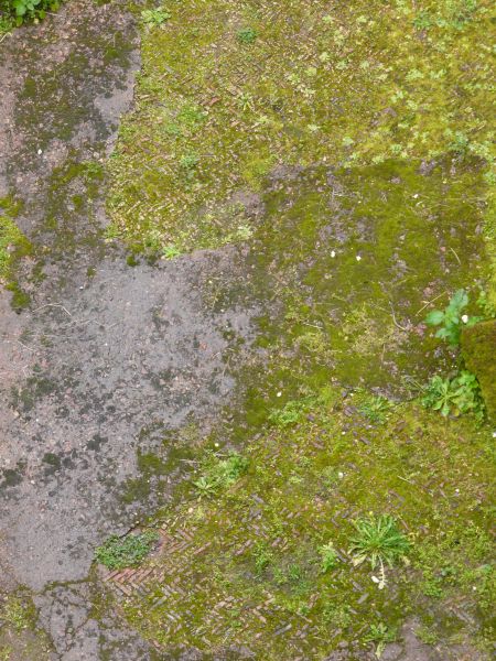 other grass texture 0036 - Texturelib